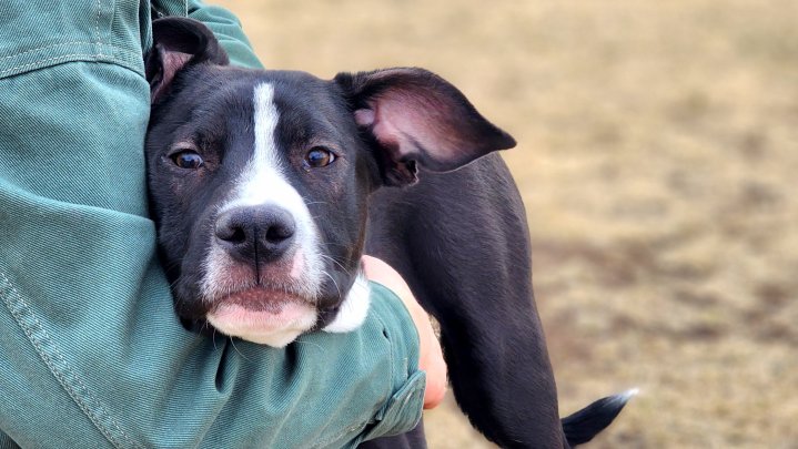 Edmonton Humane Society shifts to walk-in adoption process to quickly ...