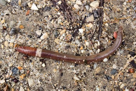 Gardeners need to watch out for these 2 worms in Ontario. Here’s why ...