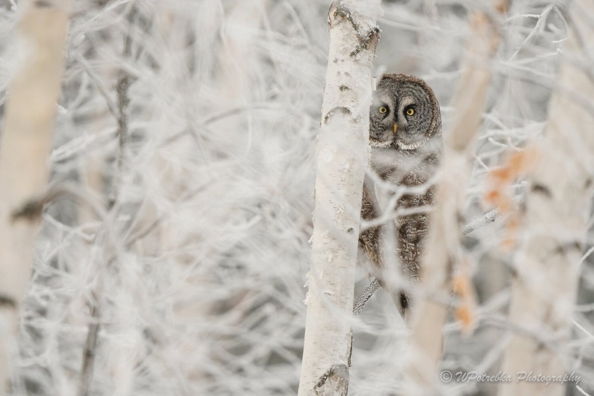 Start of spring migration has Manitoba birdwatchers flocking together ...