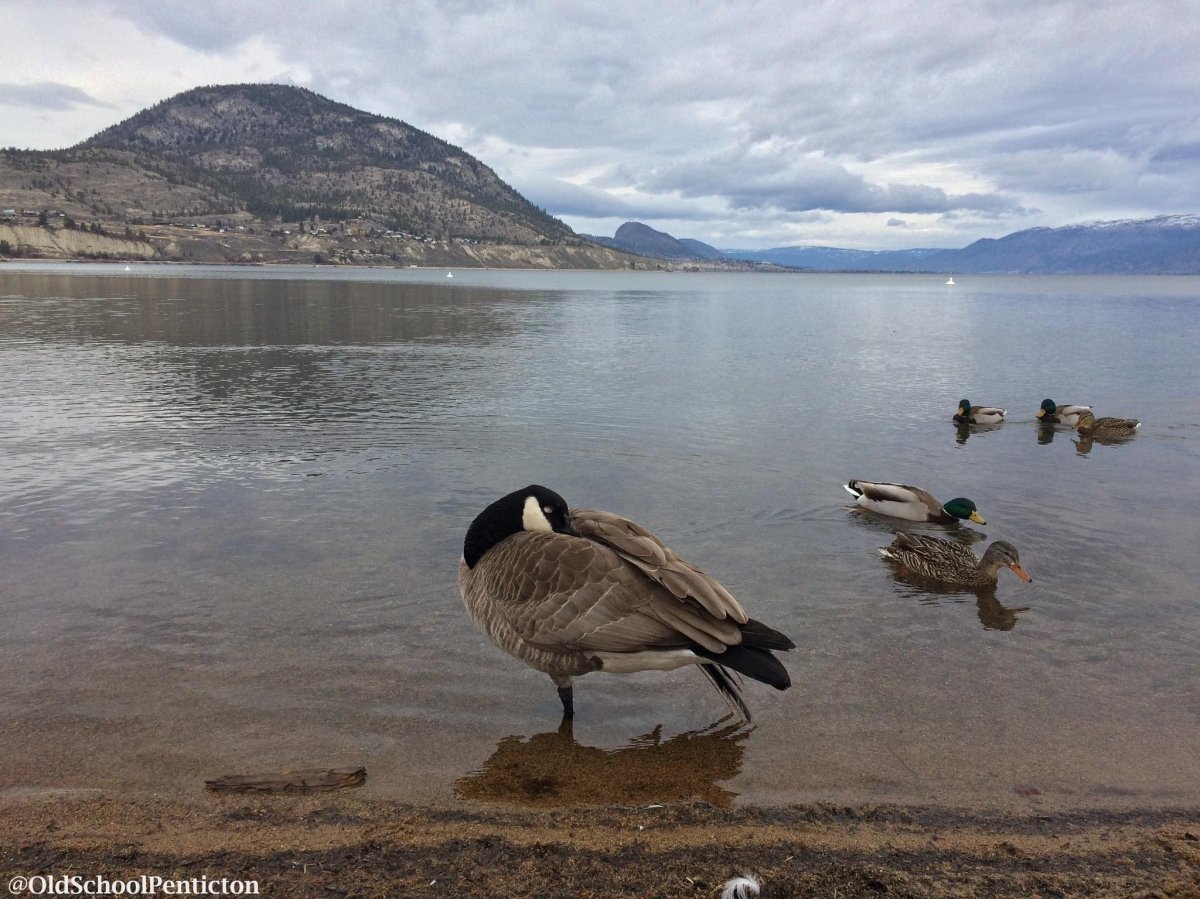 Celebration of life planned for Penticton, B.C.’s beloved fallen goose ...