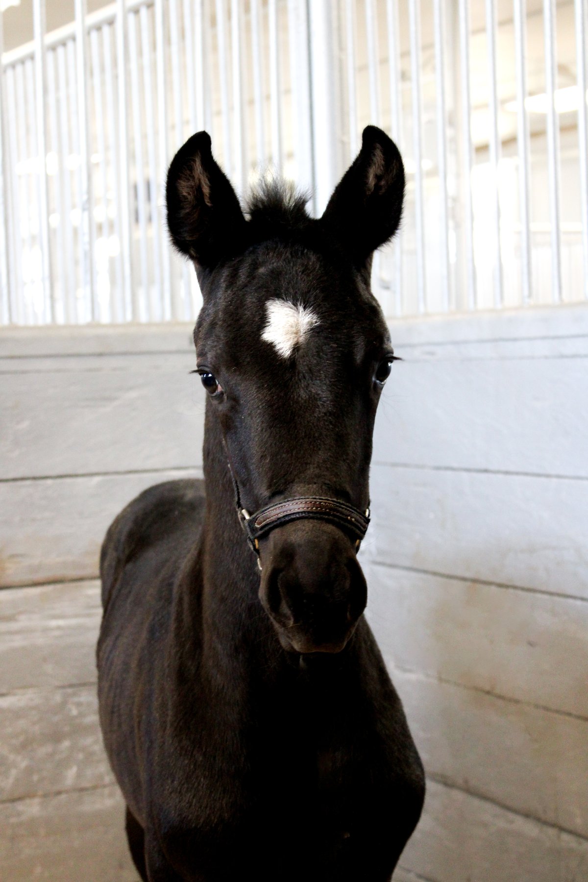 RCMP’s ‘Name the Foal’ contest to name new police horses now open for ...