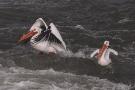 Season’s first pelican touches down in Saskatoon’s ‘splash zone’ on ...