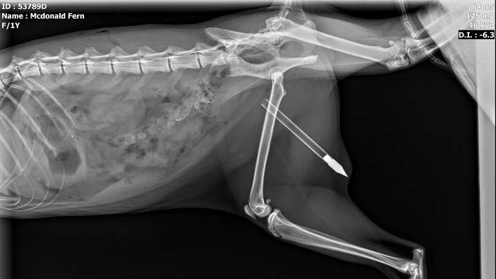 Cat, opossum impaled by arrows in Hamilton prompts police probe - Hamilton | Globalnews.ca