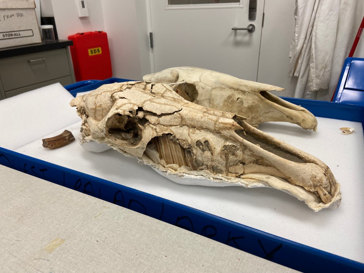 Edmonton boy finds ice age horse tooth fossil at Parkland County sports ...