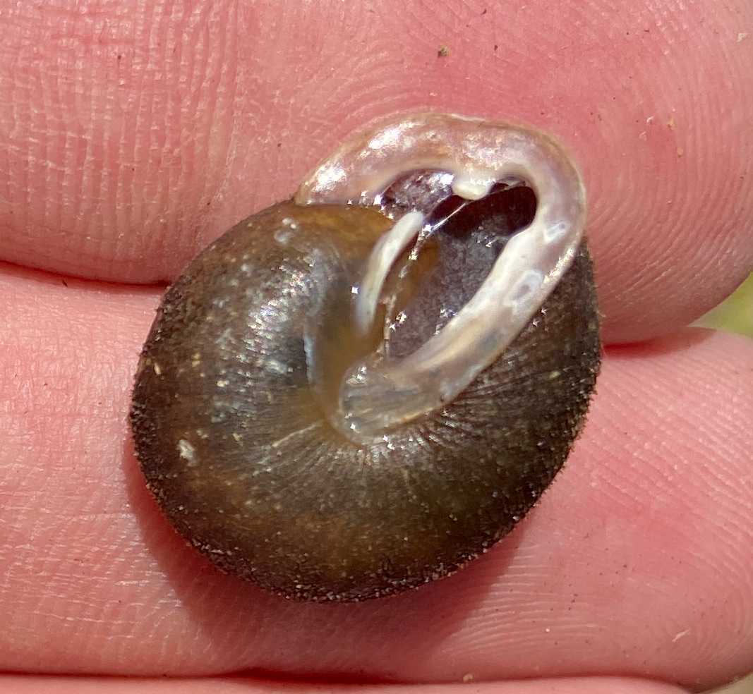 Crowdsourcing app helps prove endangered snail still on Canada’s ...
