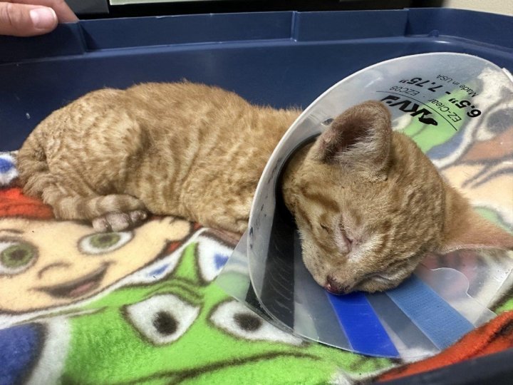 Kittens show ‘unbelievable’ resilience after being burned in B.C. fire ...