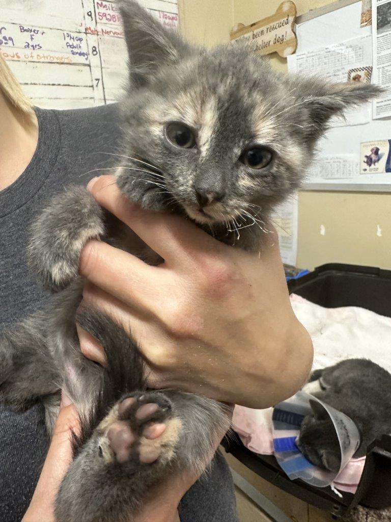 Kittens show ‘unbelievable’ resilience after being burned in B.C. fire ...