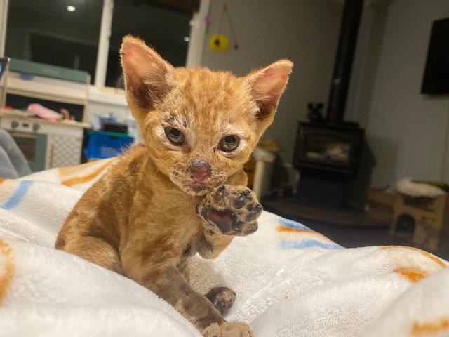Kittens show ‘unbelievable’ resilience after being burned in B.C. fire ...