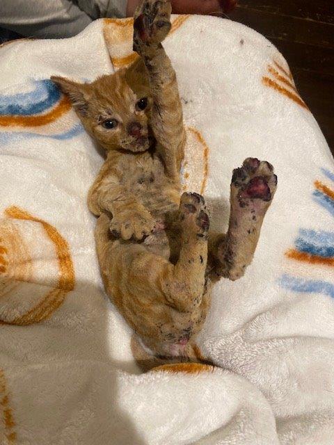 Kittens show ‘unbelievable’ resilience after being burned in B.C. fire ...