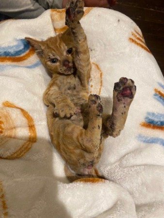 Kittens show ‘unbelievable’ resilience after being burned in B.C. fire ...