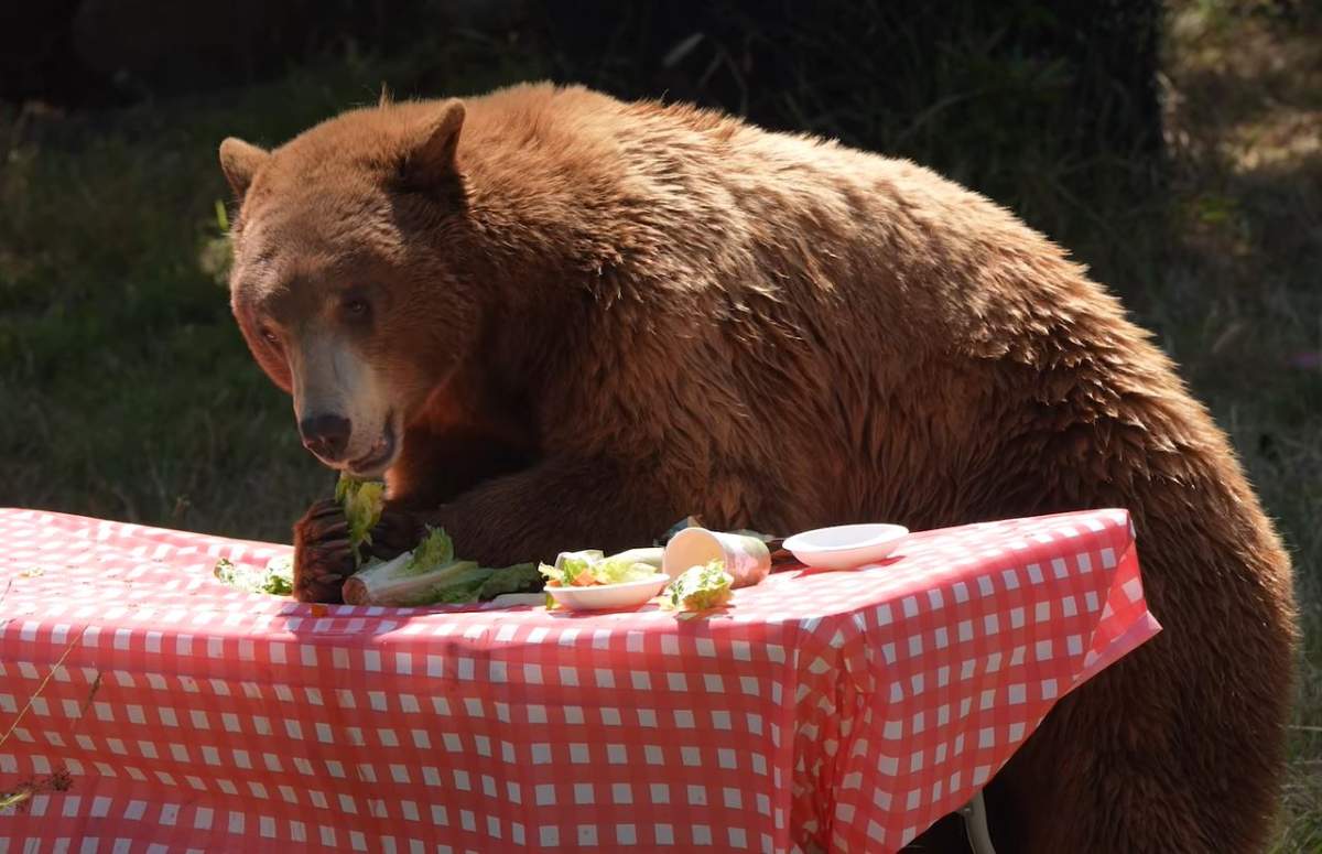 Video shows just how quickly bears can destroy an unattended campsite ...