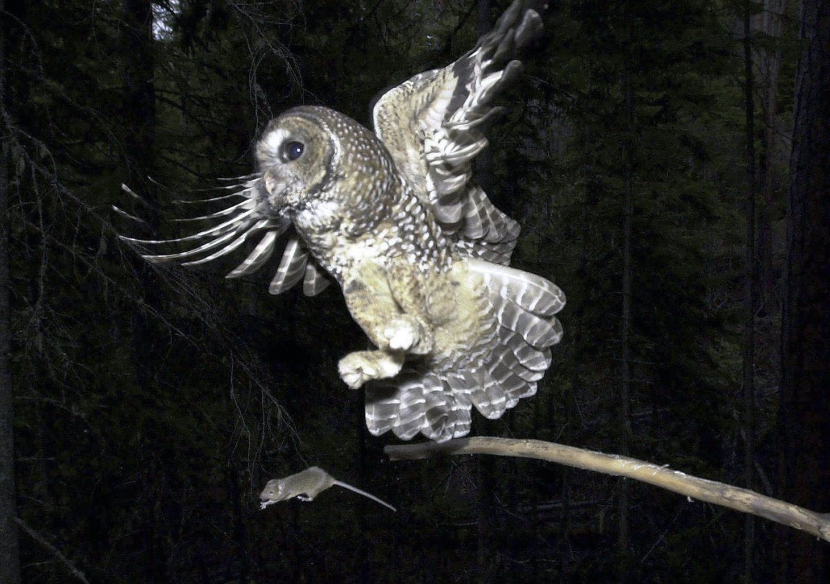 To save West Coast spotted owls, U.S. plans to kill 450K invasive ...