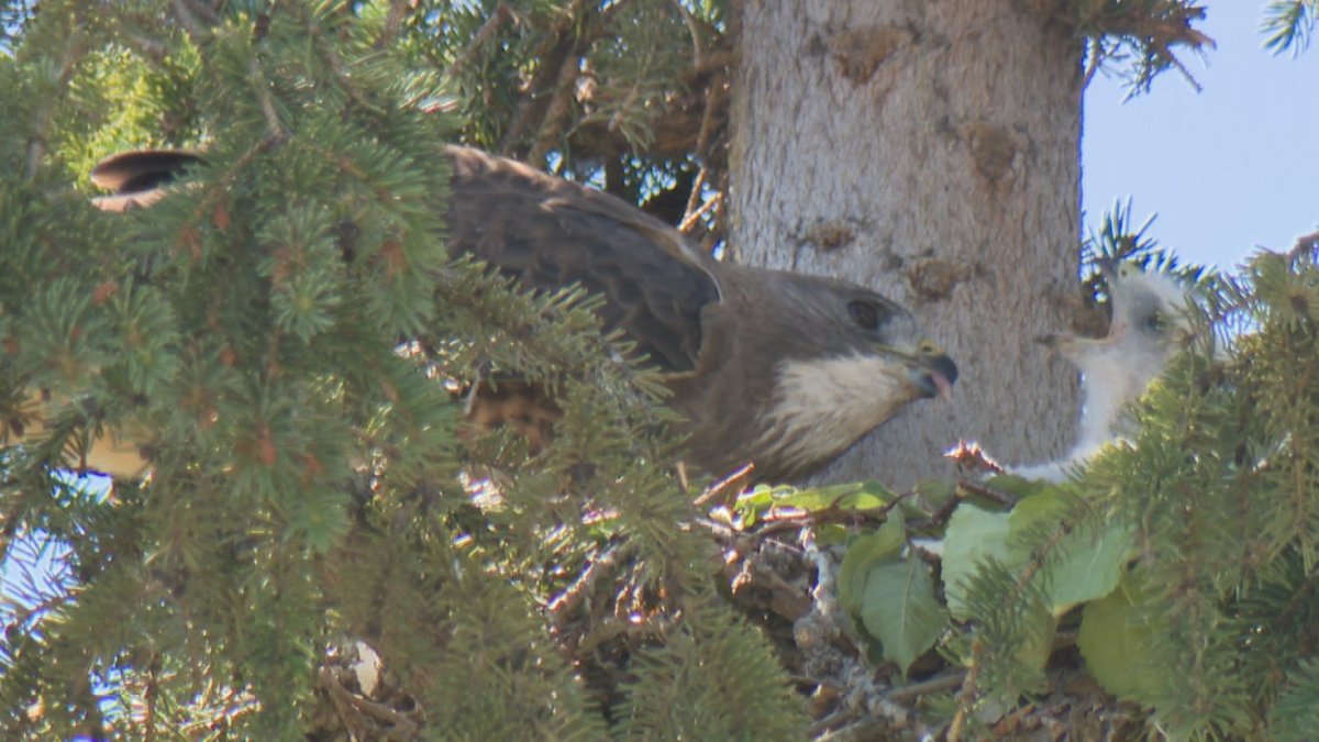 ‘Aggressive’ hawks cause havoc in Calgary neighbourhood - Calgary ...