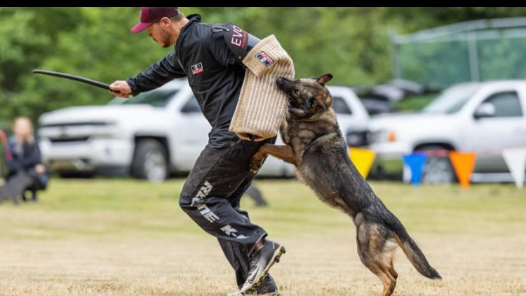 CANADIAN GERMAN SHEPHERD DOG CHAMPIONSHIPS - GlobalNews Events