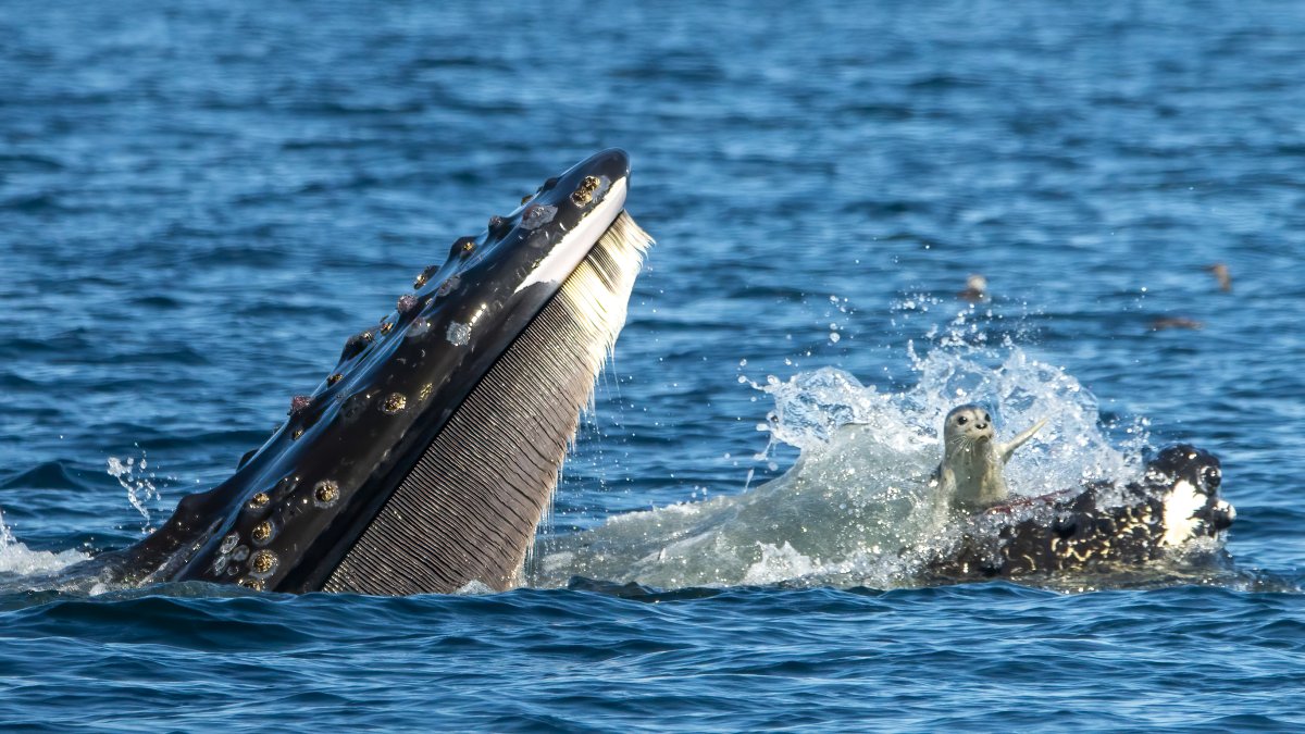 Incredible photo of seal ‘caught’ in humpback whale’s mouth off B.C ...