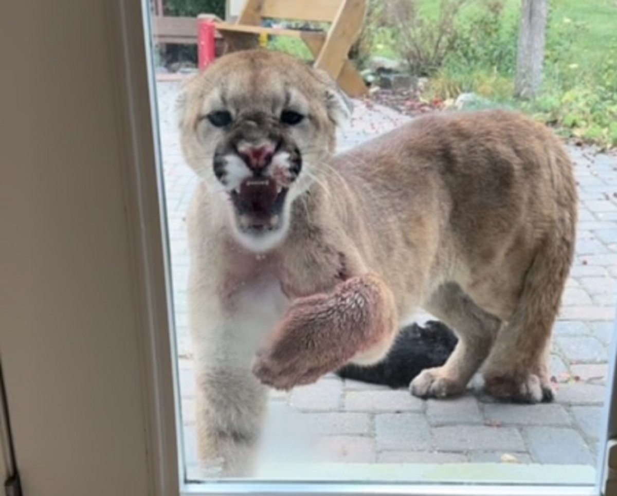 Young cougar kills Alberta family’s cat, hisses and paws at them ...