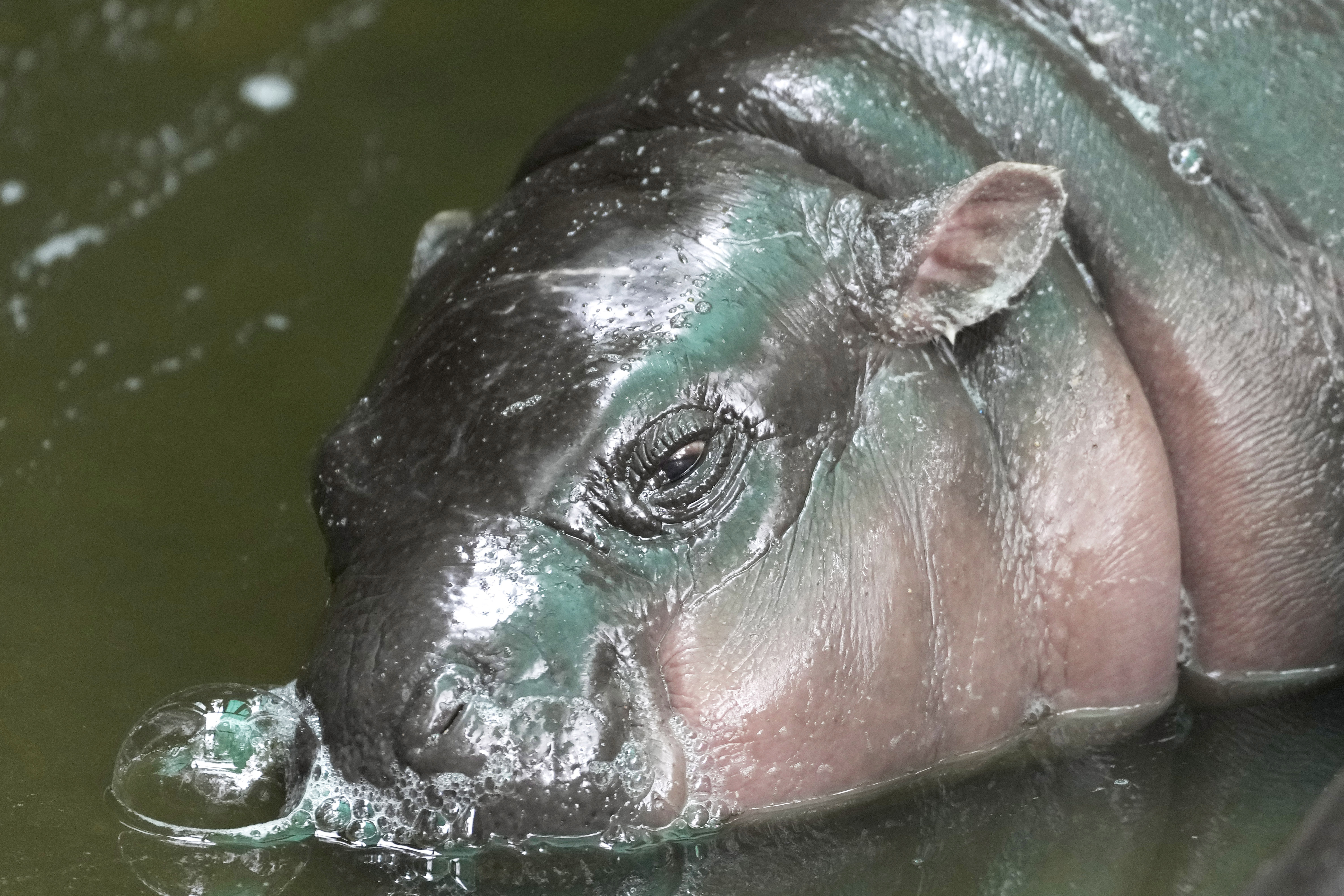 Man arrested for breaking into pygmy hippo Moo Deng’s enclosure at Thai ...