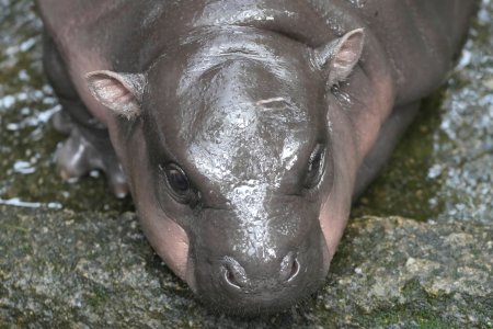 Meet Moo Deng, the adorable baby hippo everyone is falling for ...