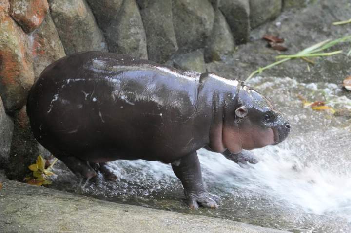 Meet Moo Deng, the adorable baby hippo everyone is falling for ...