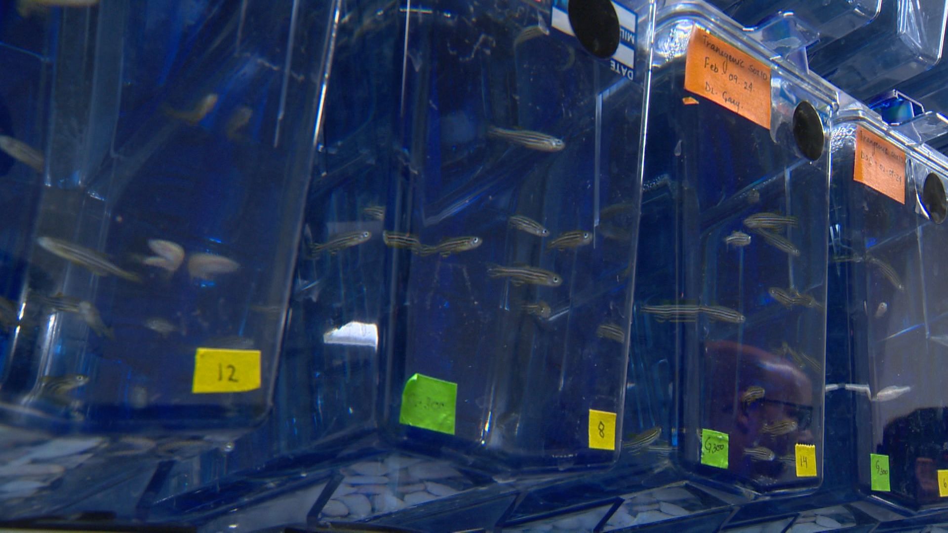 University of Manitoba fish lab studying tooth regrowth - Winnipeg ...