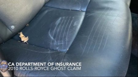 Call the fuzz: 4 charged in alleged ‘human in a bear suit’ insurance ...