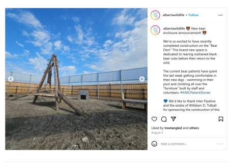 Orphaned, emaciated black bear, found near Barrhead, Alberta, saved ...