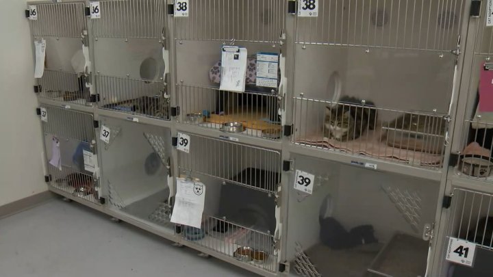 110 cats surrendered in ‘one of the largest single intakes’ for Calgary ...