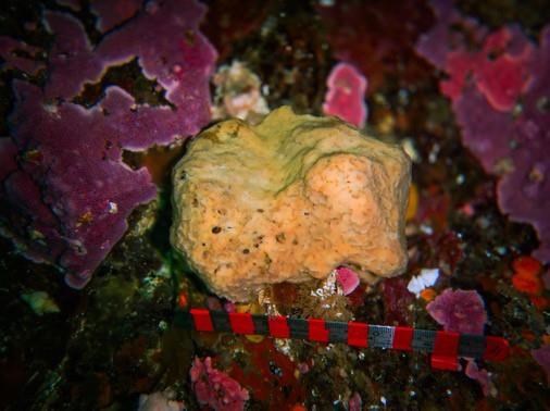 What a sneezing sea sponge named Belinda can tell us about B.C.’s ...
