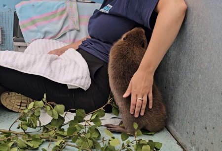 ‘Her personality is huge’: Rescued baby beaver bonds with staff at ...