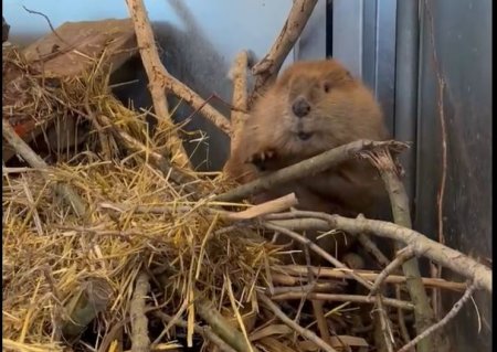 ‘Her personality is huge’: Rescued baby beaver bonds with staff at ...