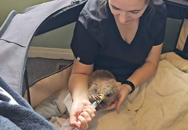 ‘Her personality is huge’: Rescued baby beaver bonds with staff at ...
