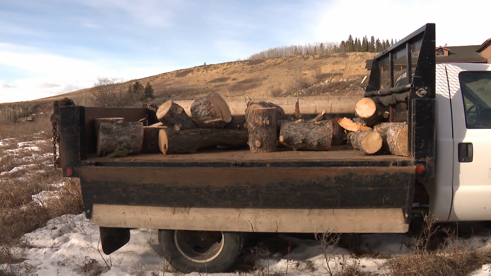 Town of Cochrane says legacy of the ‘Grandfather Tree’ to be preserved ...