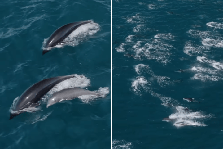Drone video captures thousands of dolphins frolicking off California ...
