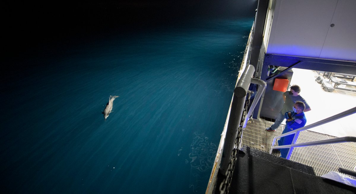 Dolphins surround space capsule after its return to Earth in magical moment - National ...