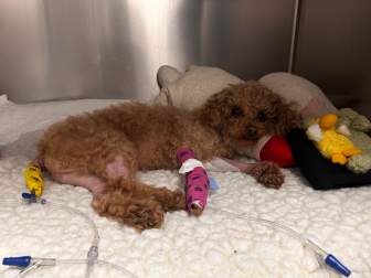 GlobalNews - Staff Personalities | Alissa Thibault