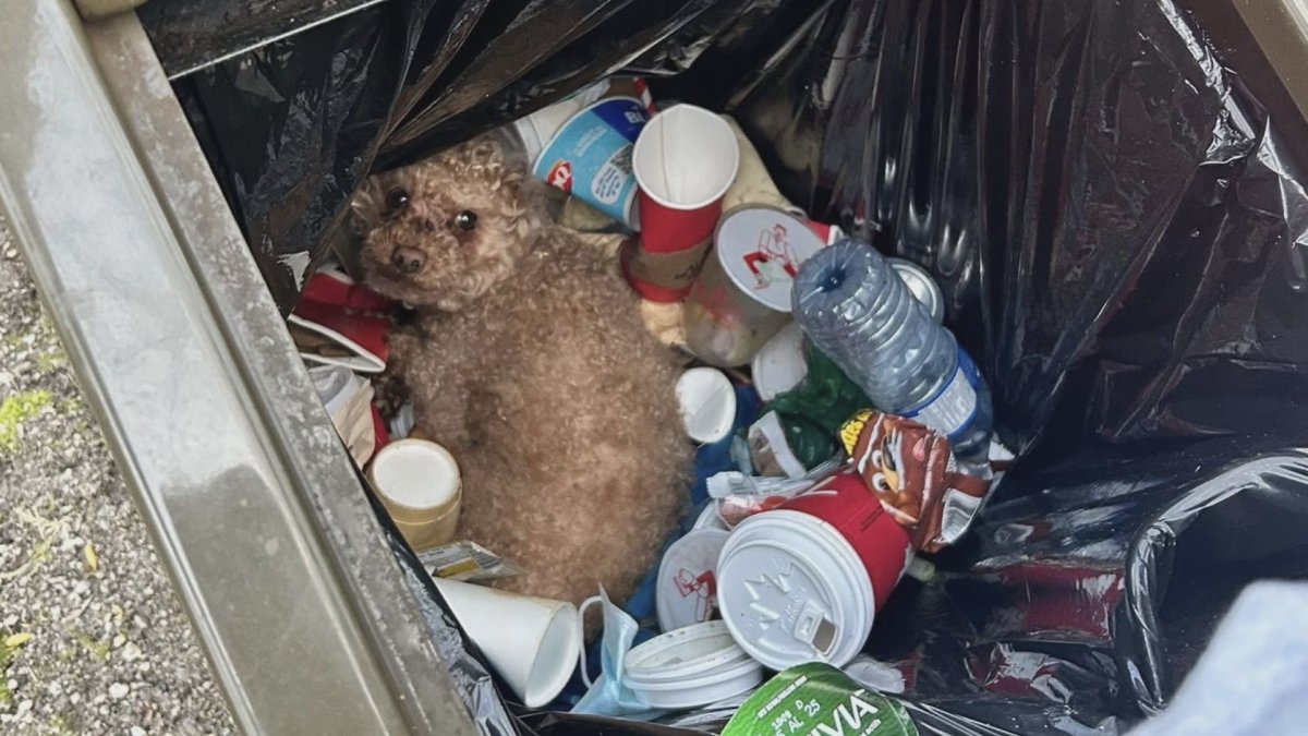 He was found in the garbage at a B.C. park. Now this tiny dog has ...