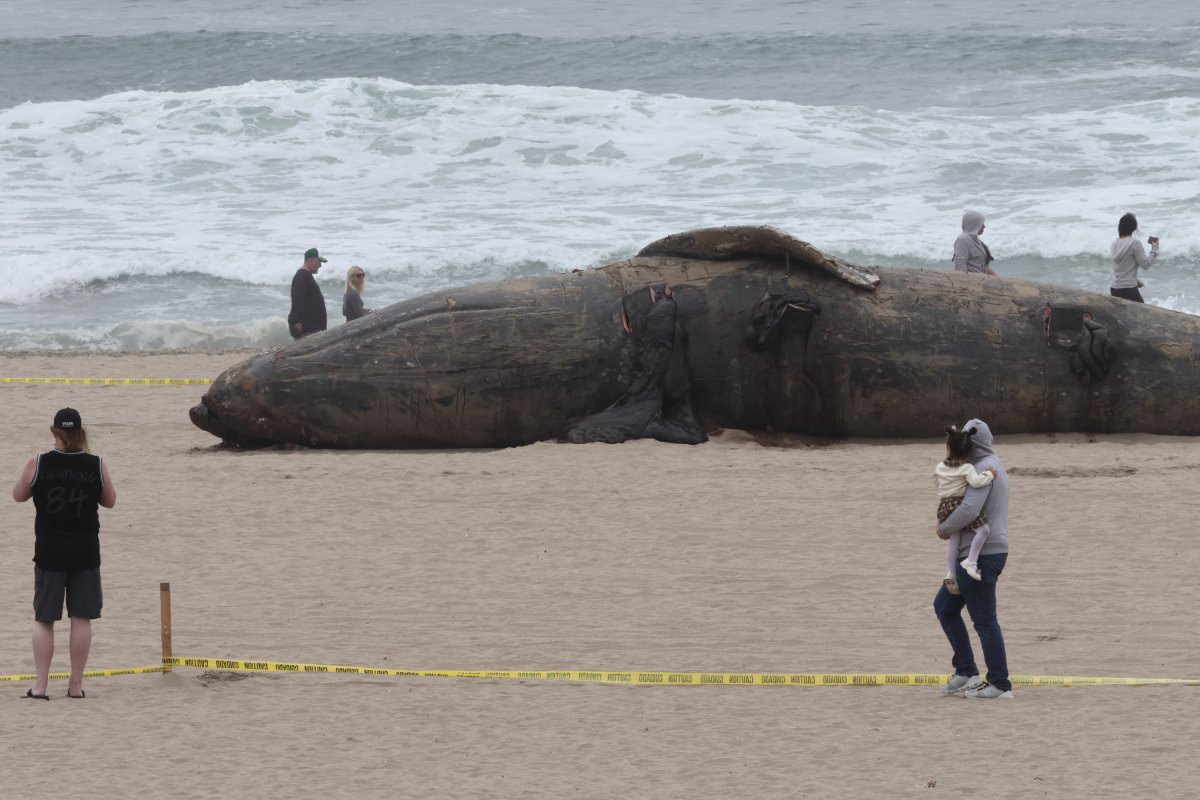 6 grey whales found dead in San Francisco Bay area in less than a week ...