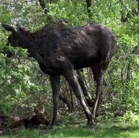 Edmonton senior survives moose attack in own yard: ‘I could be dead ...