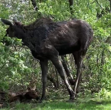 Edmonton senior survives moose attack in own yard: ‘I could be dead ...