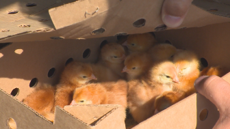 GlobalNews - Staff Personalities | Victoria Femia