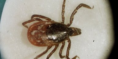 Tucker & Maura | 102.1 the Edge