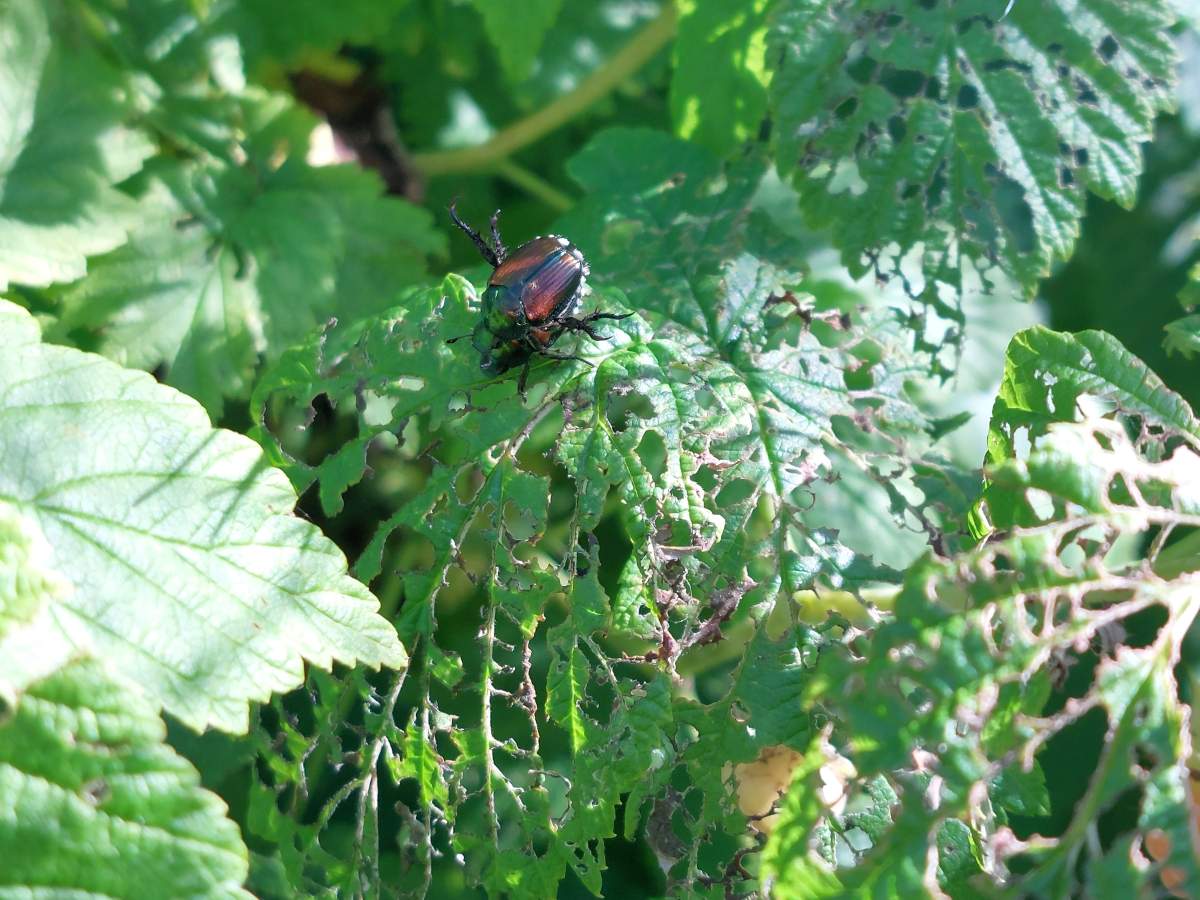 Nova Scotia gardeners, homeowners endure Japanese beetle infestations ...