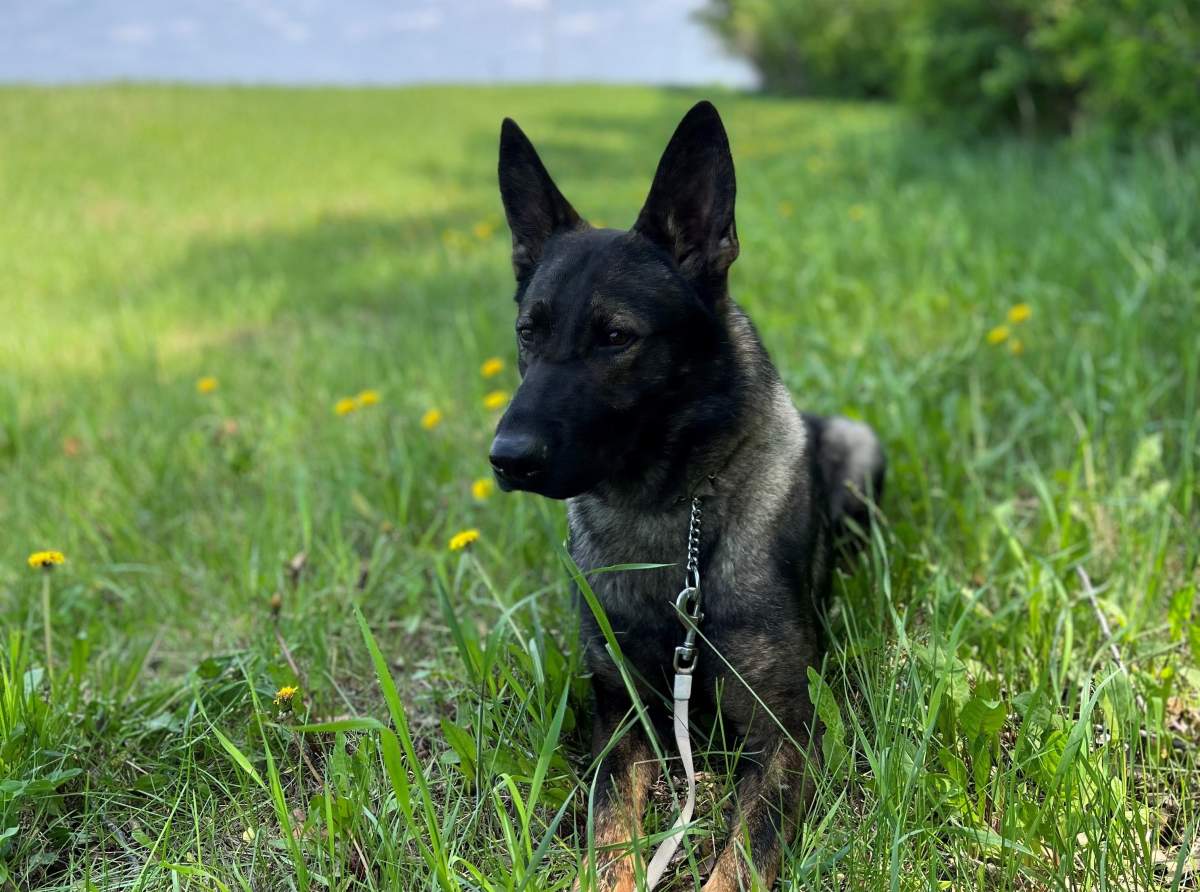 Police dog helps Manitoba RCMP track down escapee - Winnipeg ...