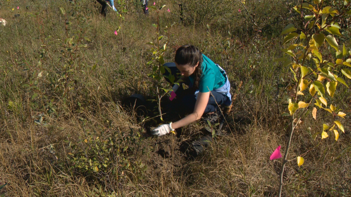 Calgary volunteers plant more than 300 trees at Edworthy Park ...