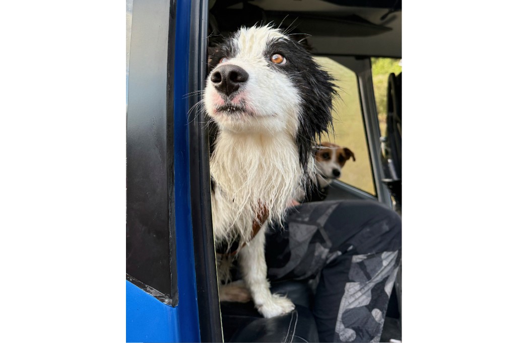Lost dog reunited with owner, rescued by helicopter after week in New ...