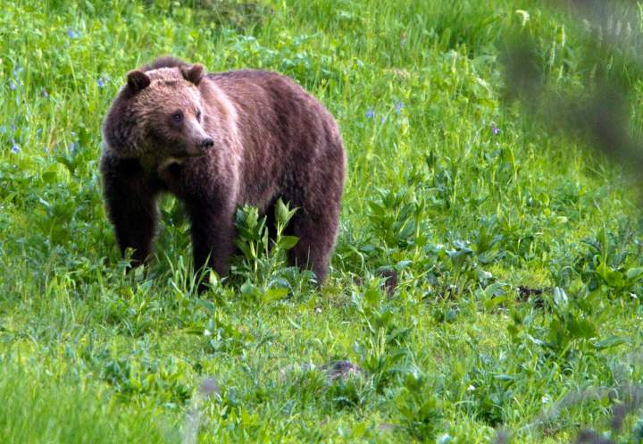 2 hikers injured in bear attack on Yellowstone trail - National ...