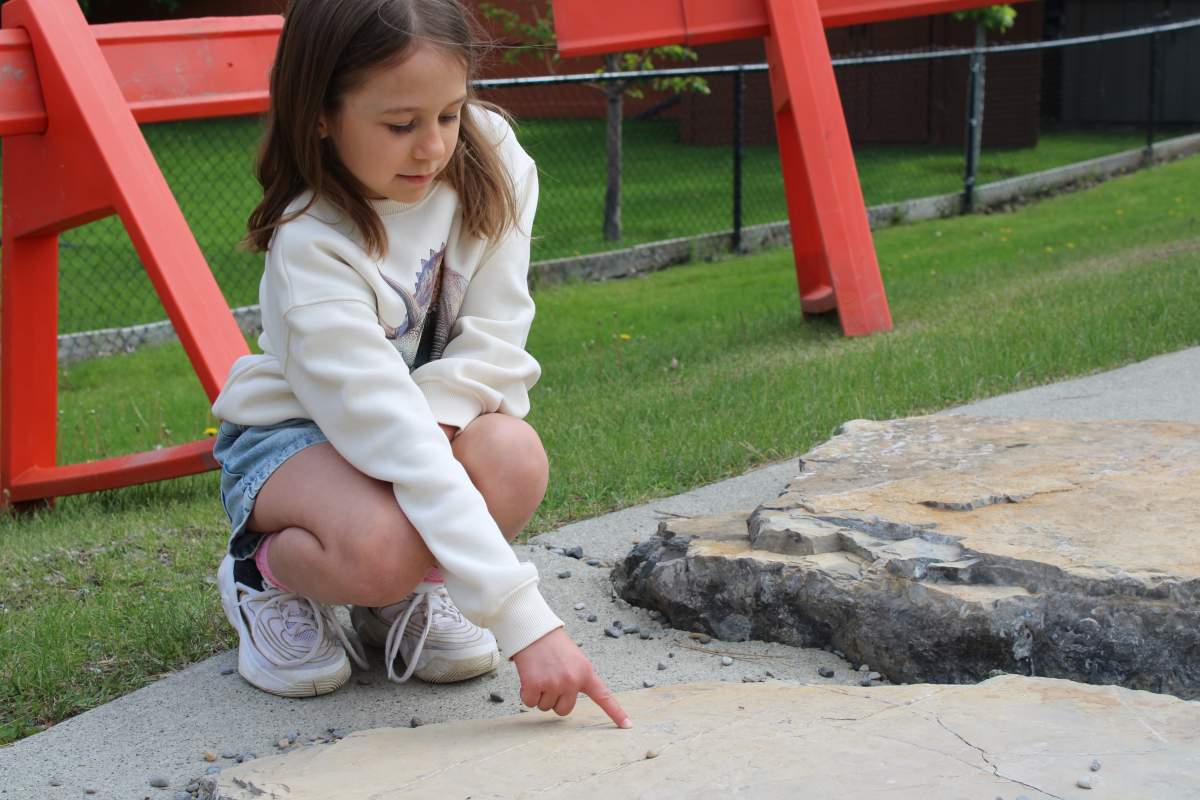 7-year-old Calgary girl discovers rare fossil at local playground ...